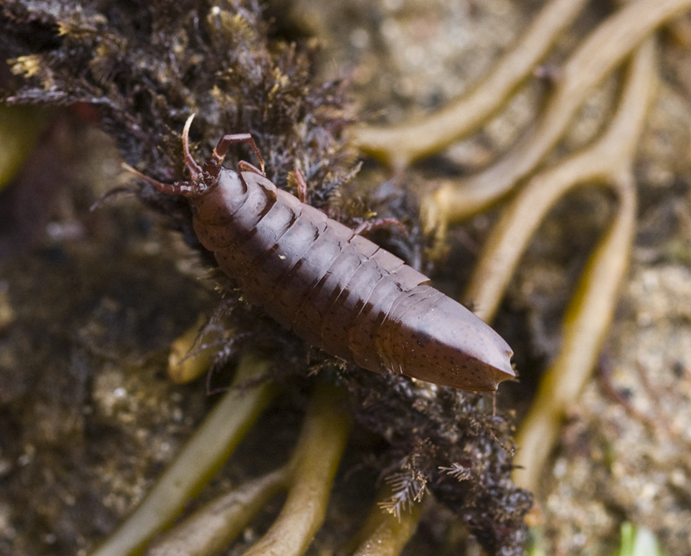 Paseos por la naturaleza: Idotea balthica
