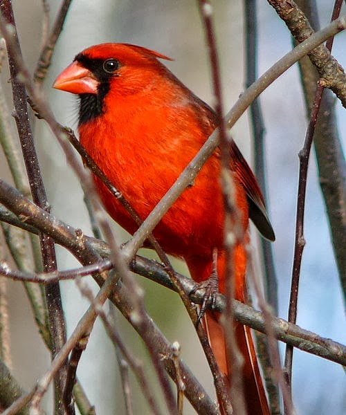 Photo Share: Brilliant Cardinal