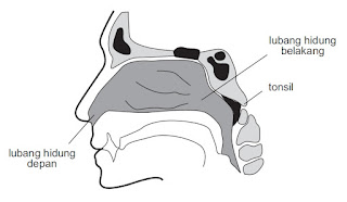 ORGAN PERNAPASAN MANUSIA DAN HEWAN - Panduan soal