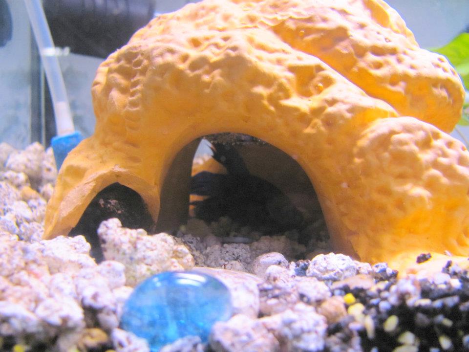 BlackTulips, WhiteRoses: Ninho Beta Combatente