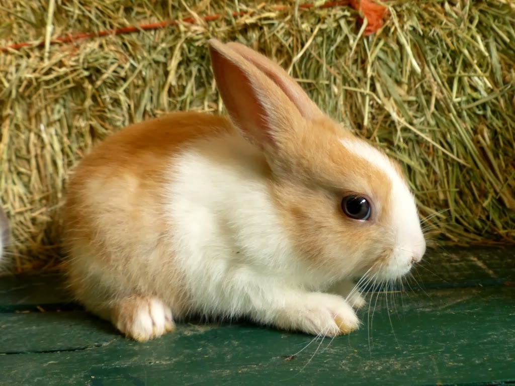 ж Ж CRIADOURO YUXIN ж MINI COELHOS Ж ж: MATRIZES