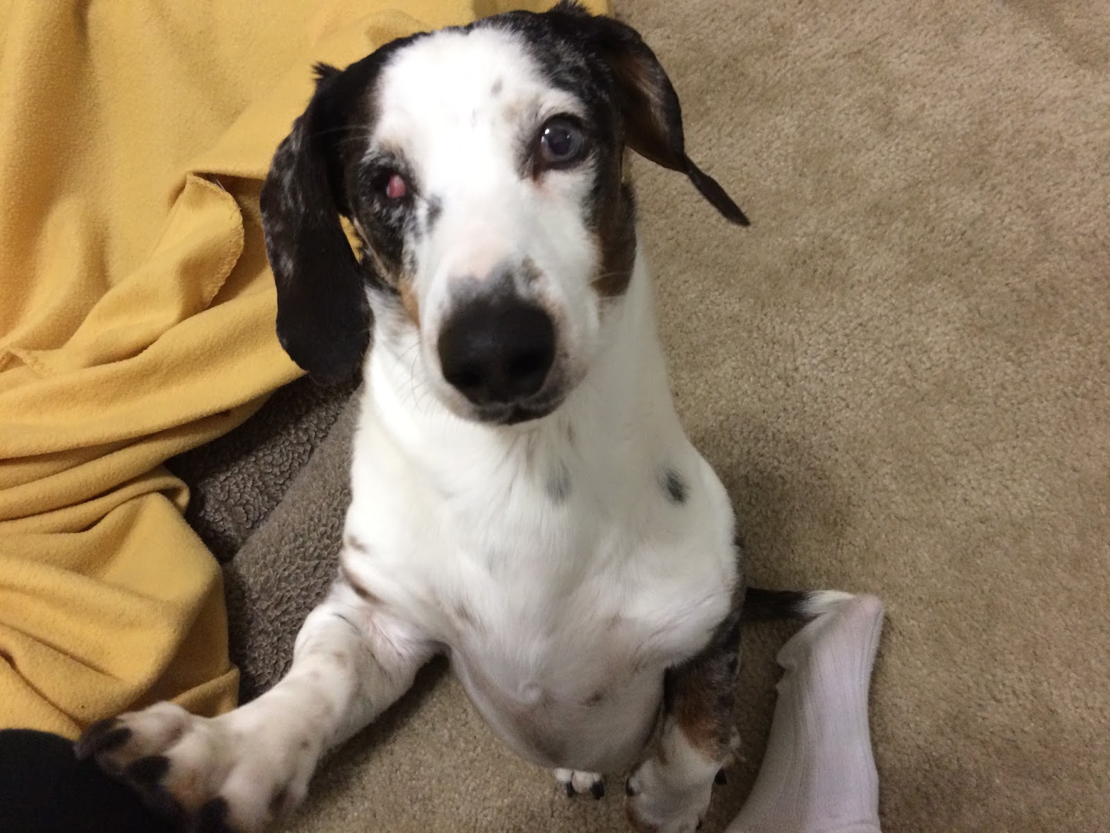 View from the Birdhouse: Dear Abby - Meet Nuggi (A Rescued Pet Spotlight)