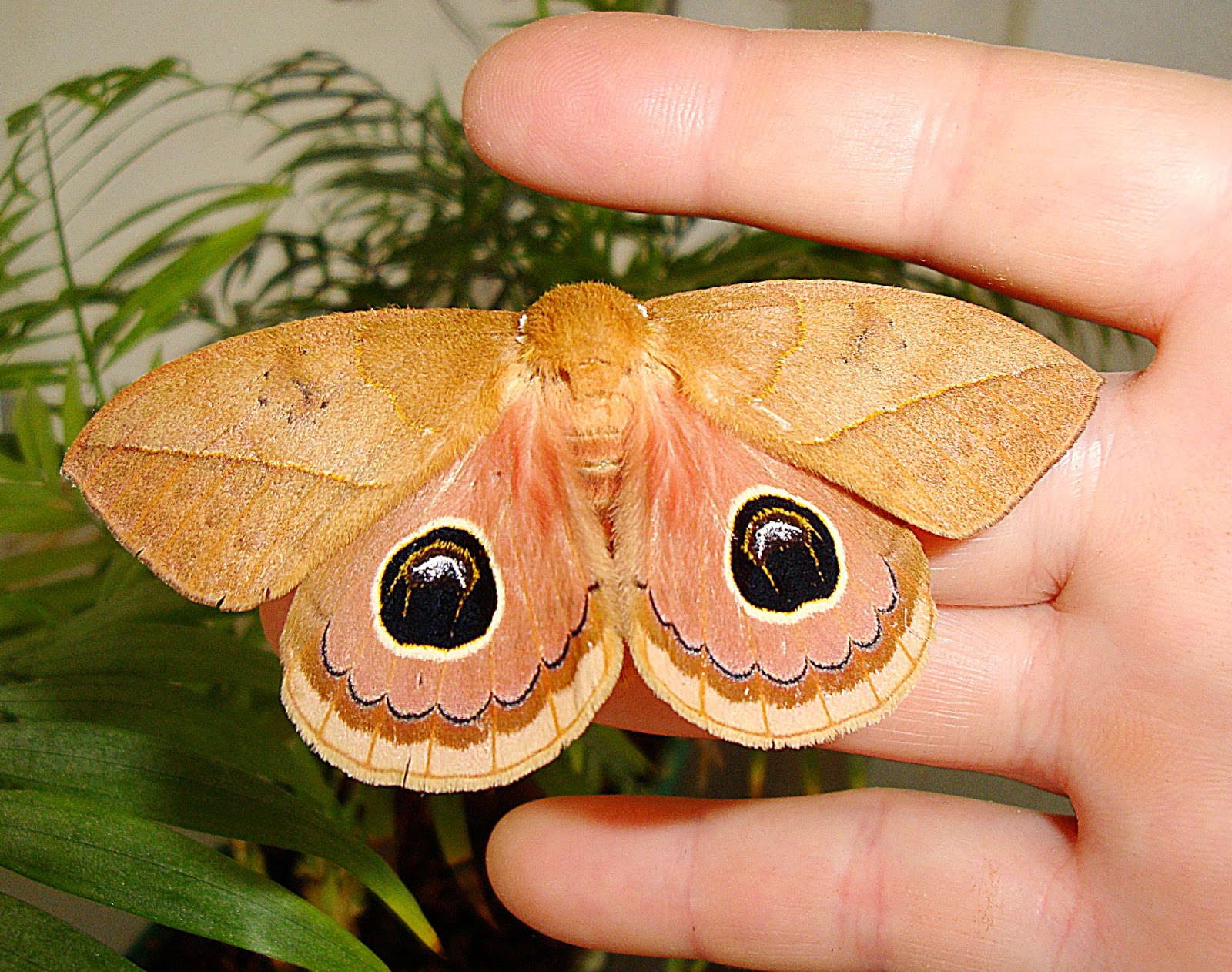 Diário de Tatuí: Mariposa