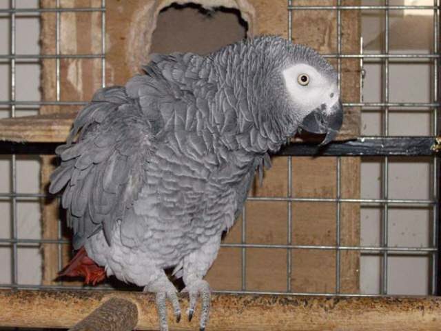 Harga African Grey Macaw Terbaru 2021 - Abang Kicau Mania