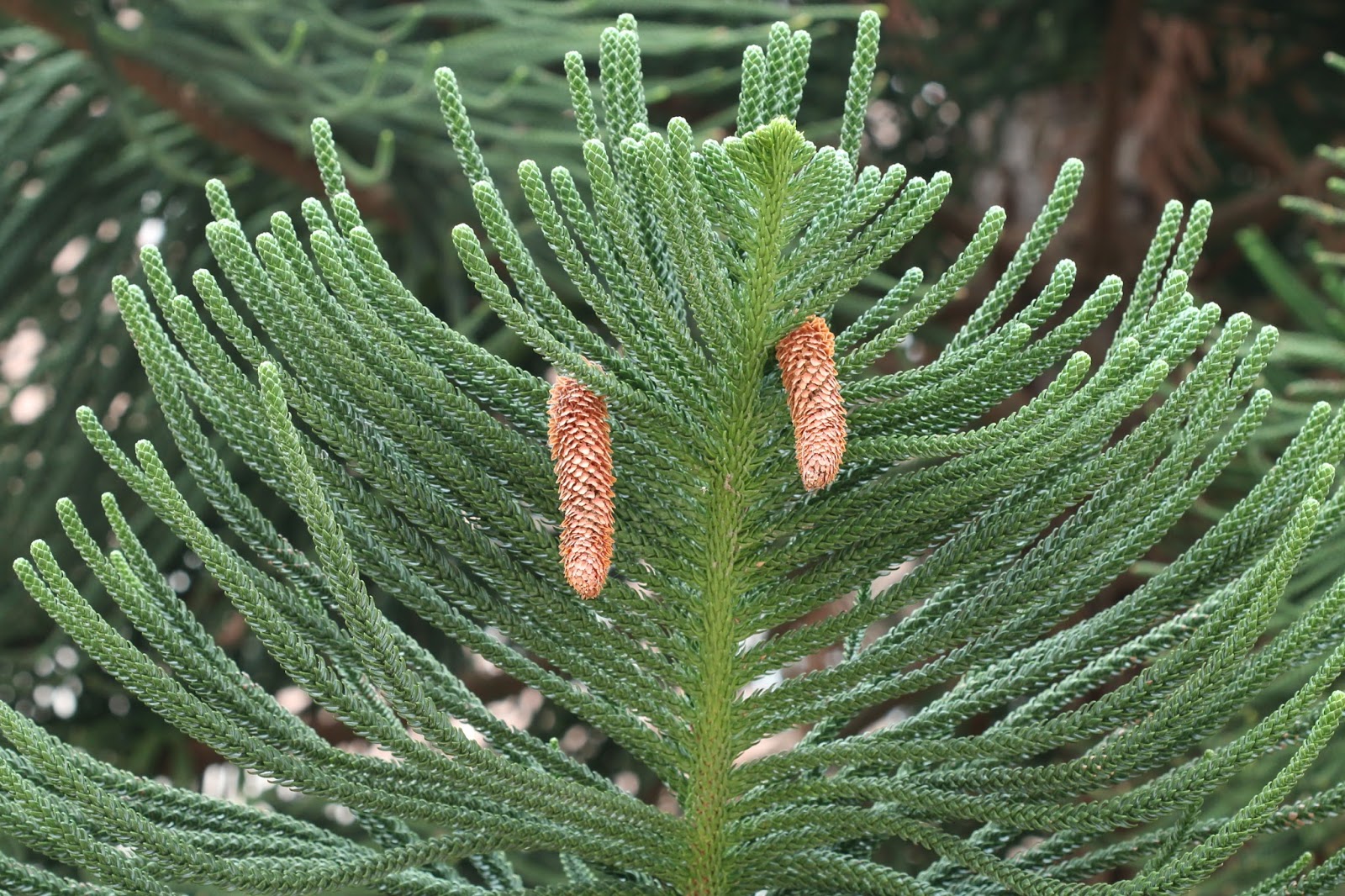 EL BLOG DE CHICHO: ARAUCARIA HETEROPHYLLA. araucaria.