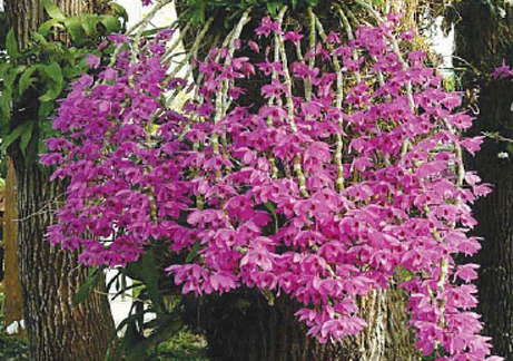 Mengenal Tanaman Hias Anggrek Dendrobium dan Cara Merawat serta ...