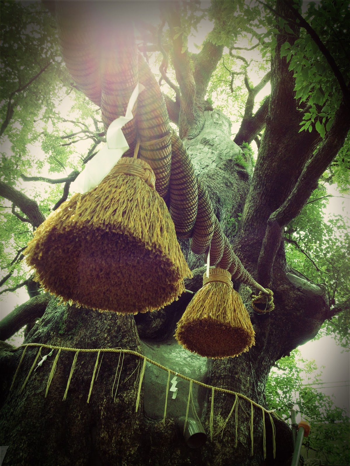 Dream Tours Japan: Restored Camphor Trees: Nagasaki City