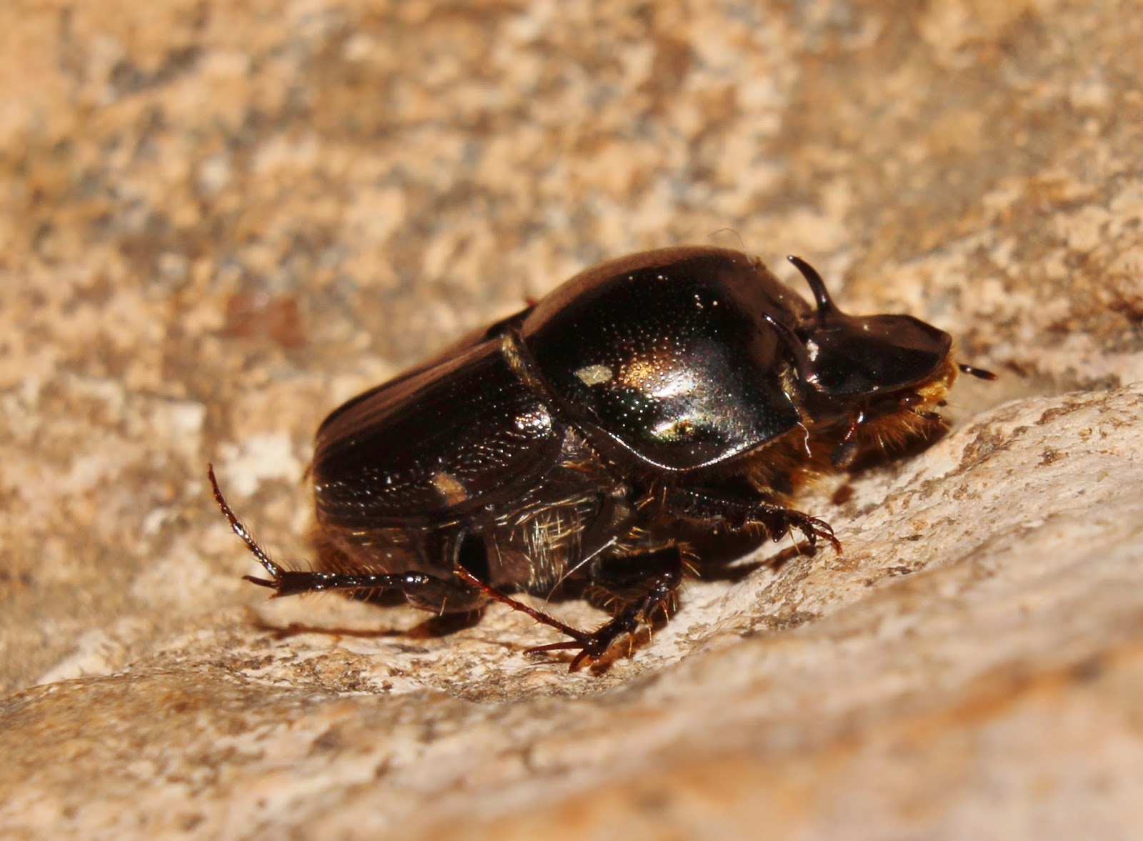 Biodiversity of Cyprus by NGO Protection of the Natural Heritage and ...