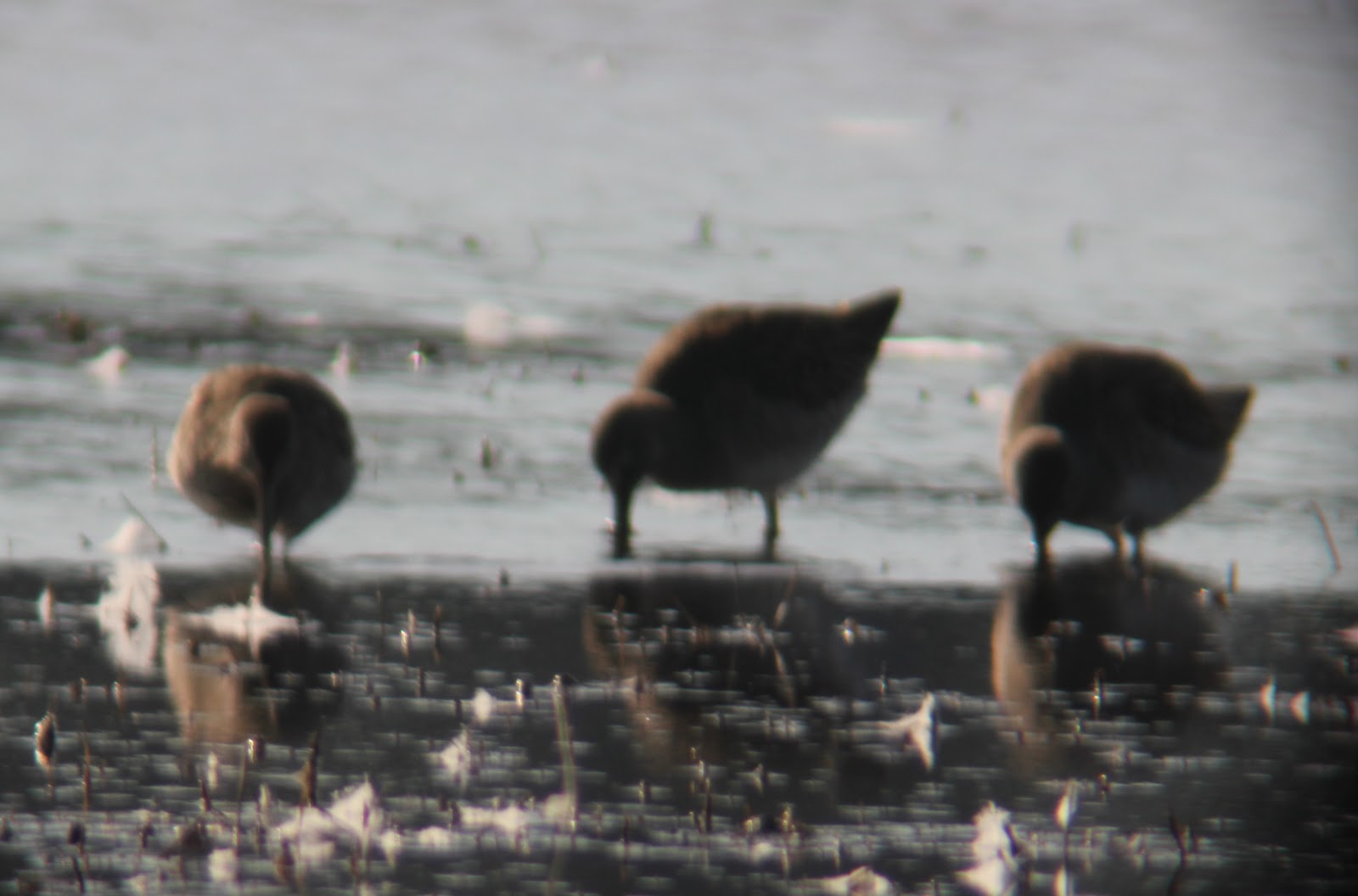 One Bird A Day: Day 9: Long-billed Dowitcher