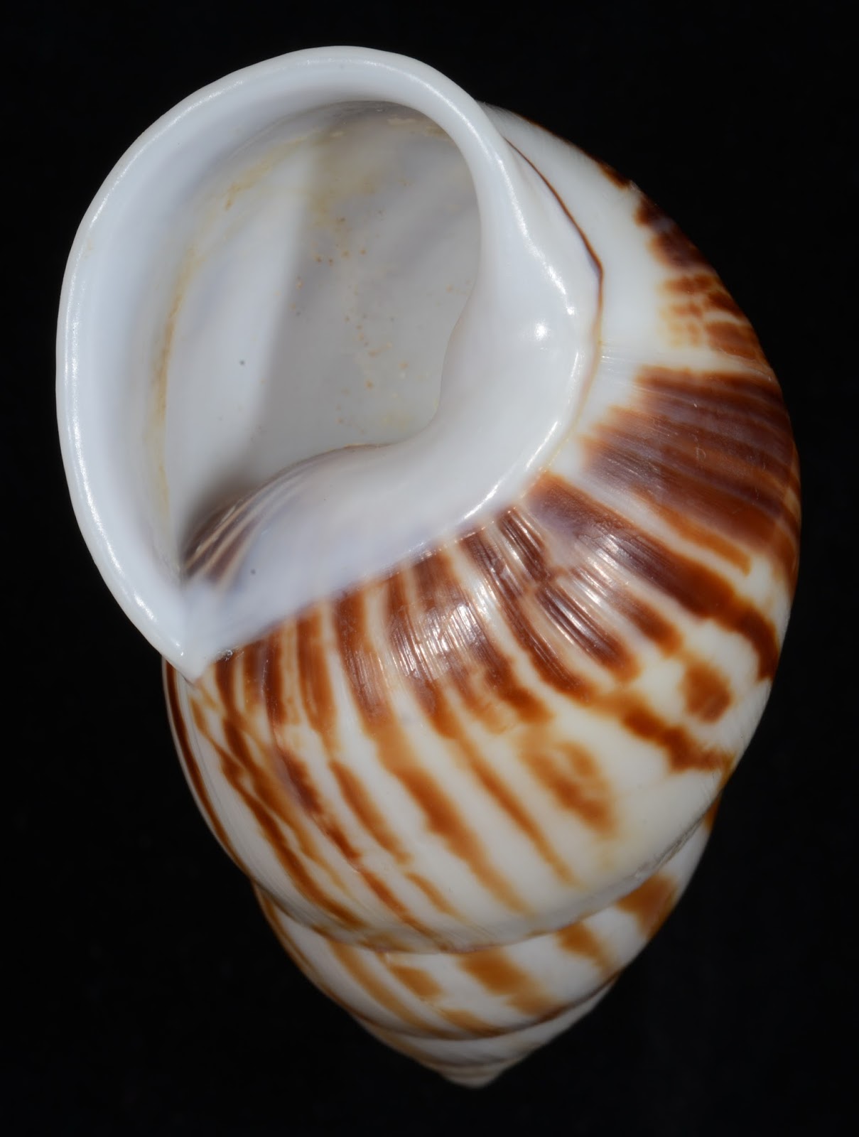 Dr. Lee's Gallery Museum: Amphidromus perversus borneensis 47.25mm