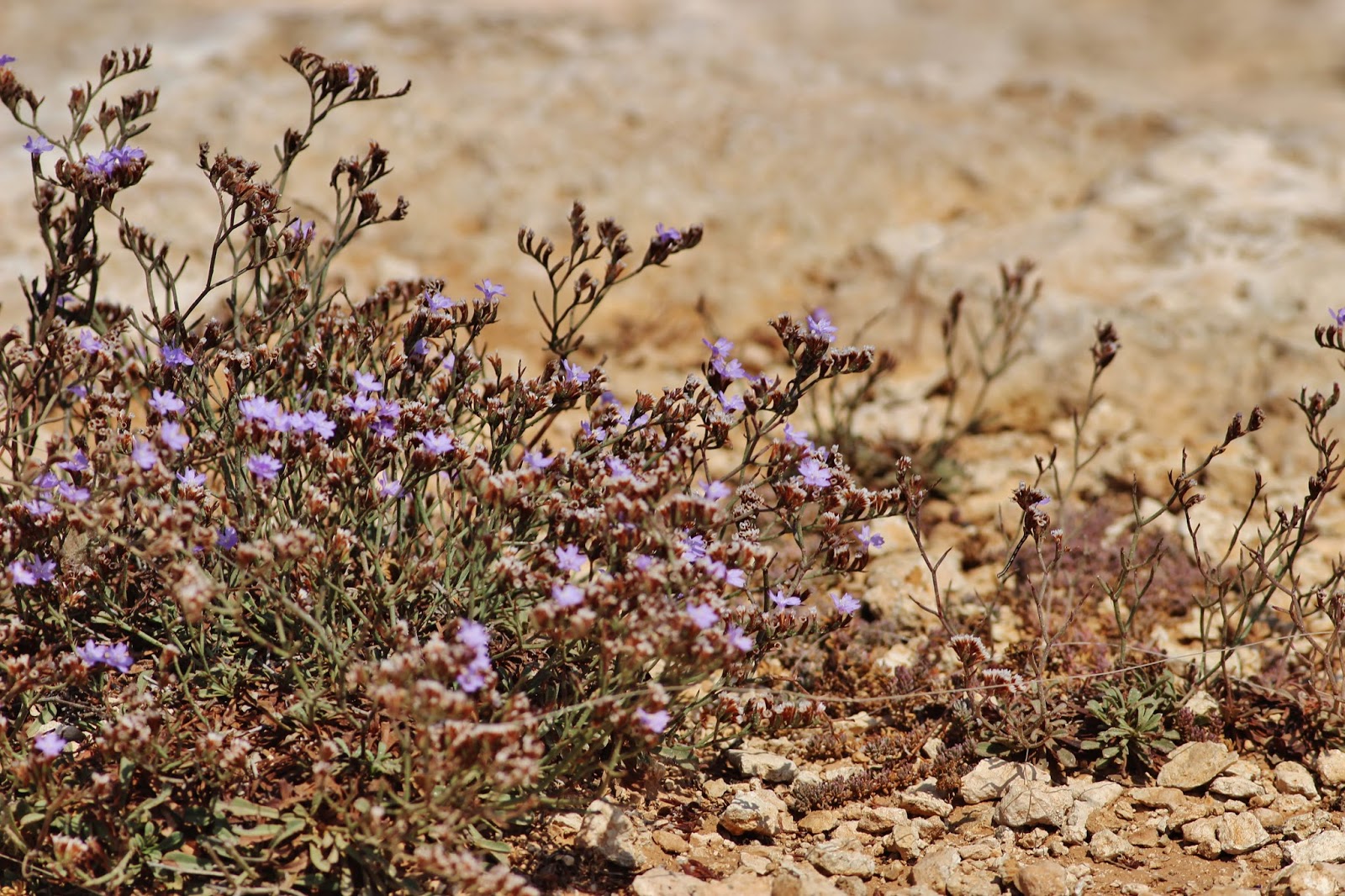 Biodiversity of Cyprus by NGO Protection of the Natural Heritage and ...