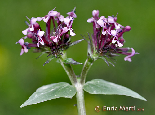 Valerianaceae: Fedia cornucopiae - Flores Silvestres del Mediterráneo