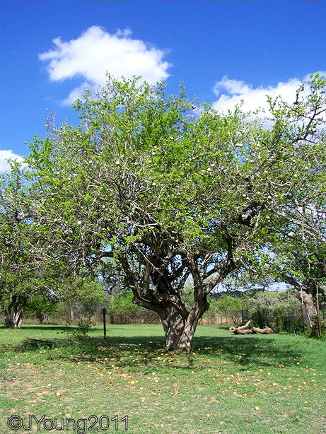 Natures World of Wonder: Black Monkey Orange (Strychnos madagascariensis)