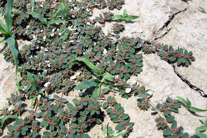 Euphorbia prostrata - Prostrate sand mat - Flowers of Tamilnadu