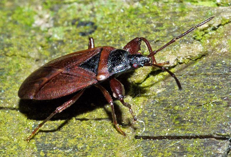 CABINET OF CURIOSITIES: Pine cone bug