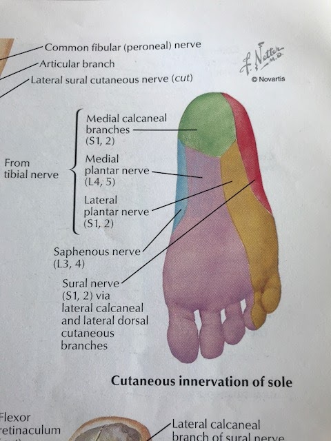 Foot and Ankle Problems By Dr. Richard Blake: S2 Innervation Sole of Foot