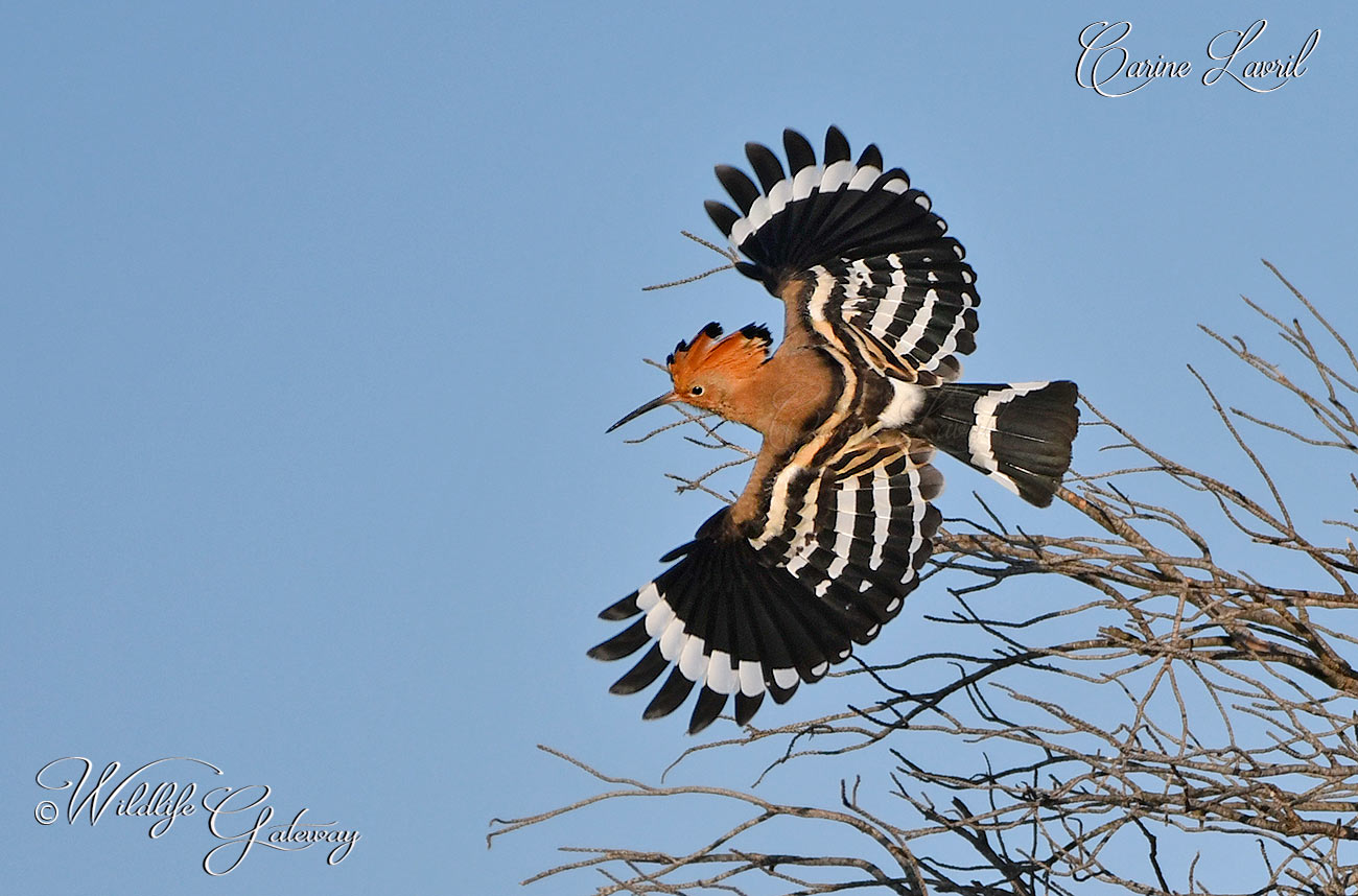 WILDLIFE GATEWAY: Huppe fasciée, la génération 2018