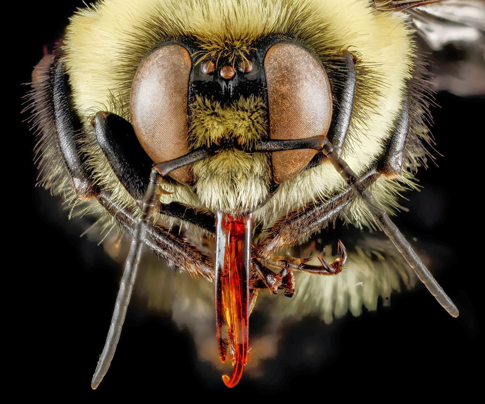The Flying Tortoise: National Geographic's Beautiful Intimate Portraits ...