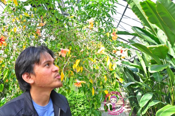 Menjenguk bunga di Mt. Aburayama Citizens’ Forest | ~ Yatie Chomeyl ...