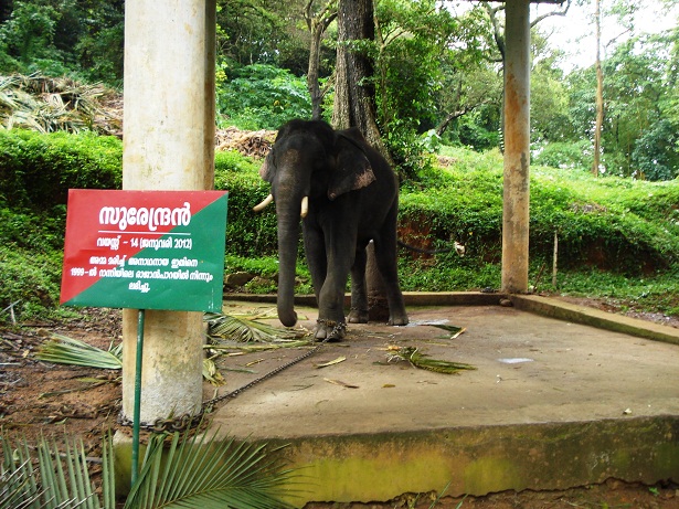 The Learner: Konni Elephant Cage