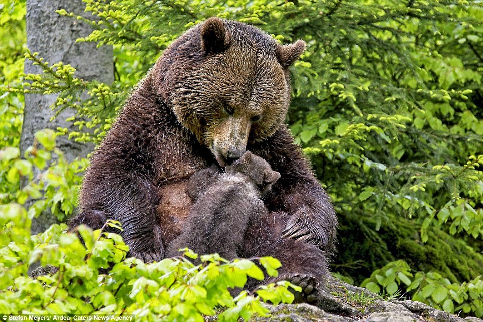 Tierno oso bebé abraza a su madre y le da un beso - Seamos Mas Animales ...
