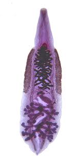 TREMATODOS: Definicion. estructura y caracteristicas