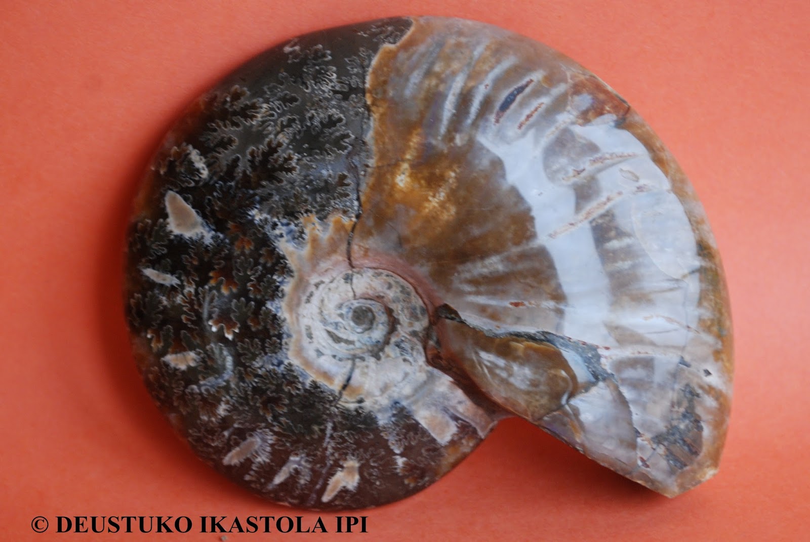 NATURBILDUMA: AMMONITA