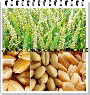 Jenis-Jenis Tanaman Gandum (Triticum spp) Berdasarkan Bentuk dan ...