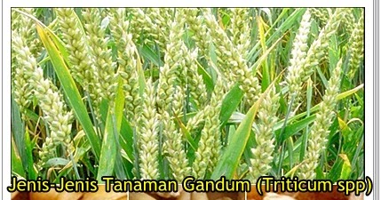 Jenis-Jenis Tanaman Gandum (Triticum spp) Berdasarkan Bentuk dan ...
