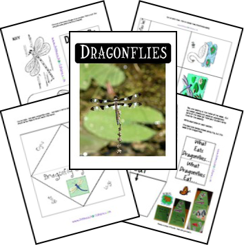 How The Sun Rose: Summer Bugs Series: Dragonflies (twig dragonfly tutorial)