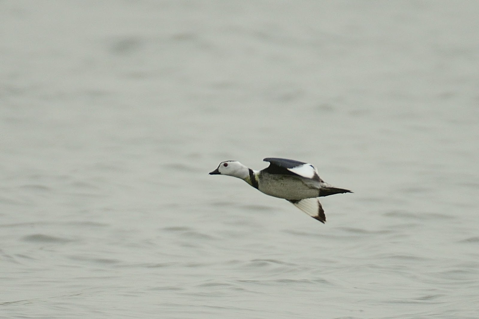 Birds of India: Cotton Pygmy-goose