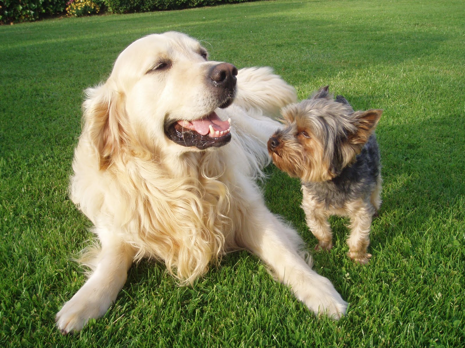 Sofrito de ideas: Mis perros