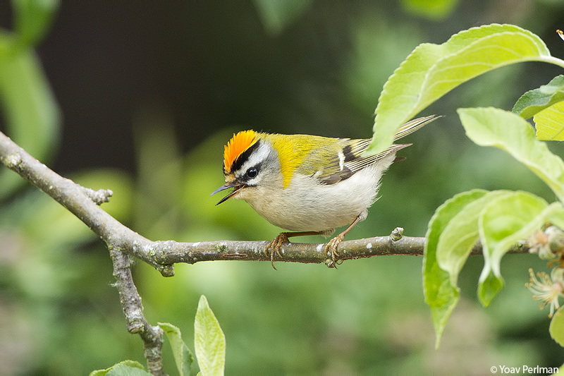 Firecracker | Focusing on Wildlife