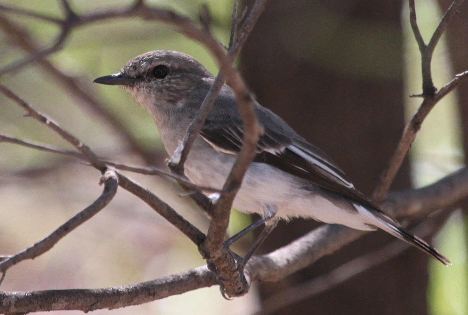 Richard Waring's Birds of Australia: Weebill, Willie Wagtail, Female ...