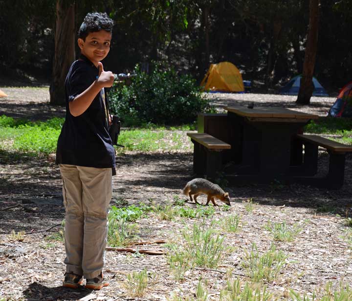 Friends of the Island Fox: Children Helping Island Foxes