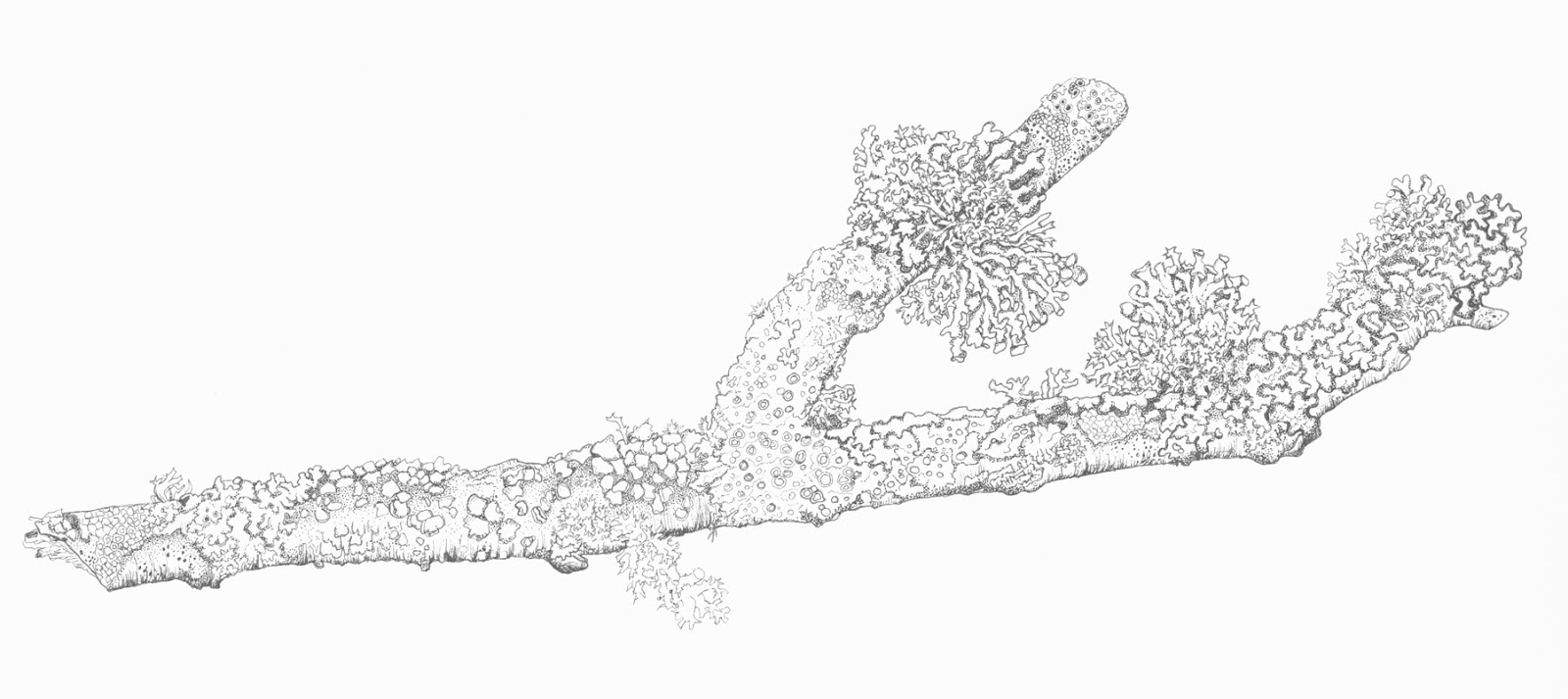 Lichen Drawing