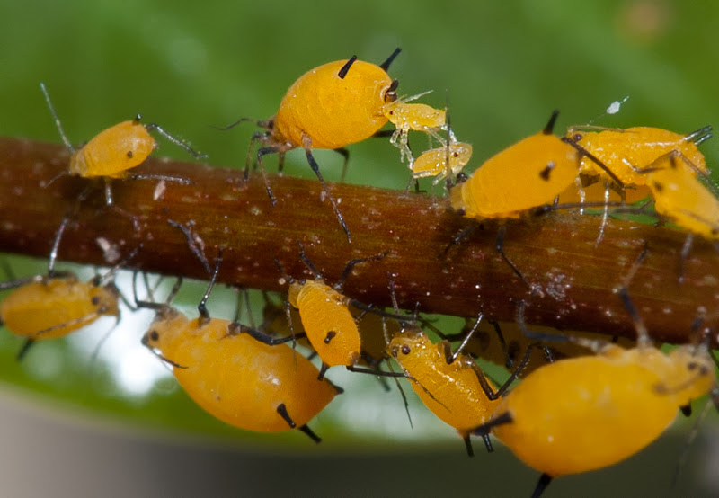 Zen Through a Lens: Aphis Nerii and I