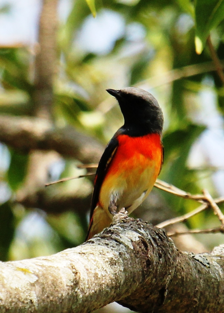 Neil's Daily Bird: 139 : Small Minivet