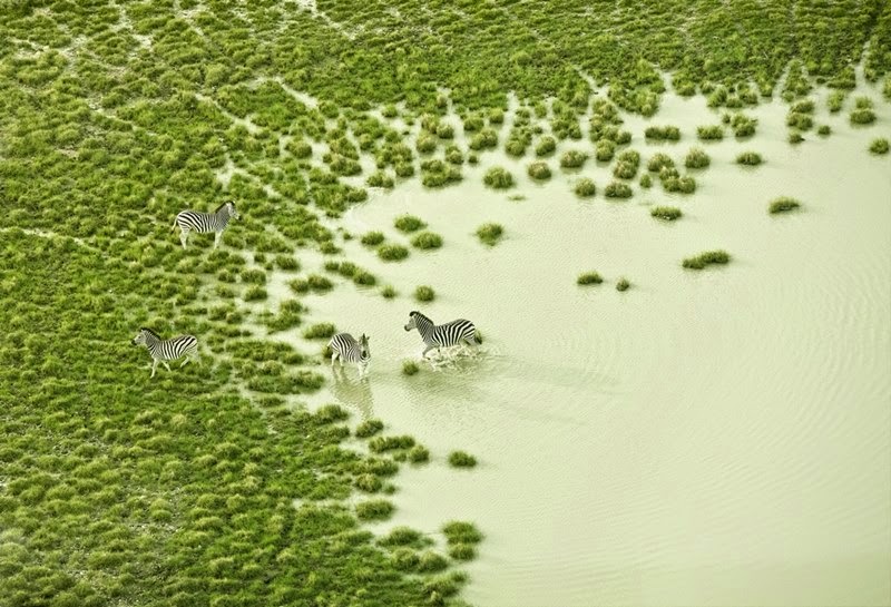 Incredible Aerial View of Botswana Wildlife