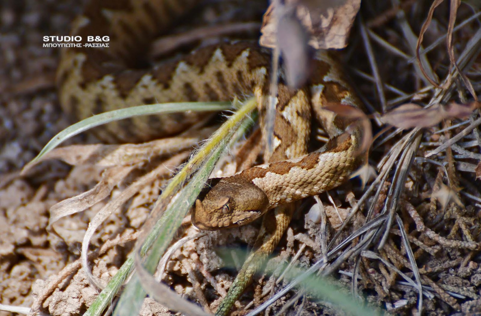 Η φωτογραφία της ημέρας: Οχιά - Το πιο επικίνδυνο φίδι στην Ελλάδα