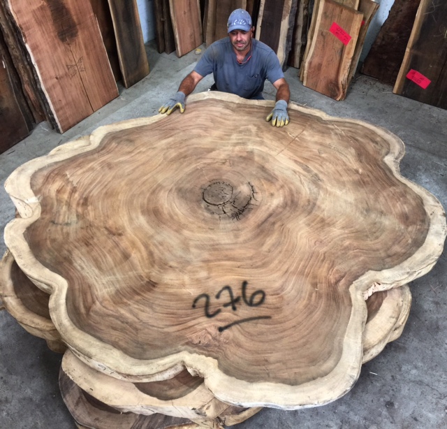 Tropical Exotic Hardwoods: PAROTA!