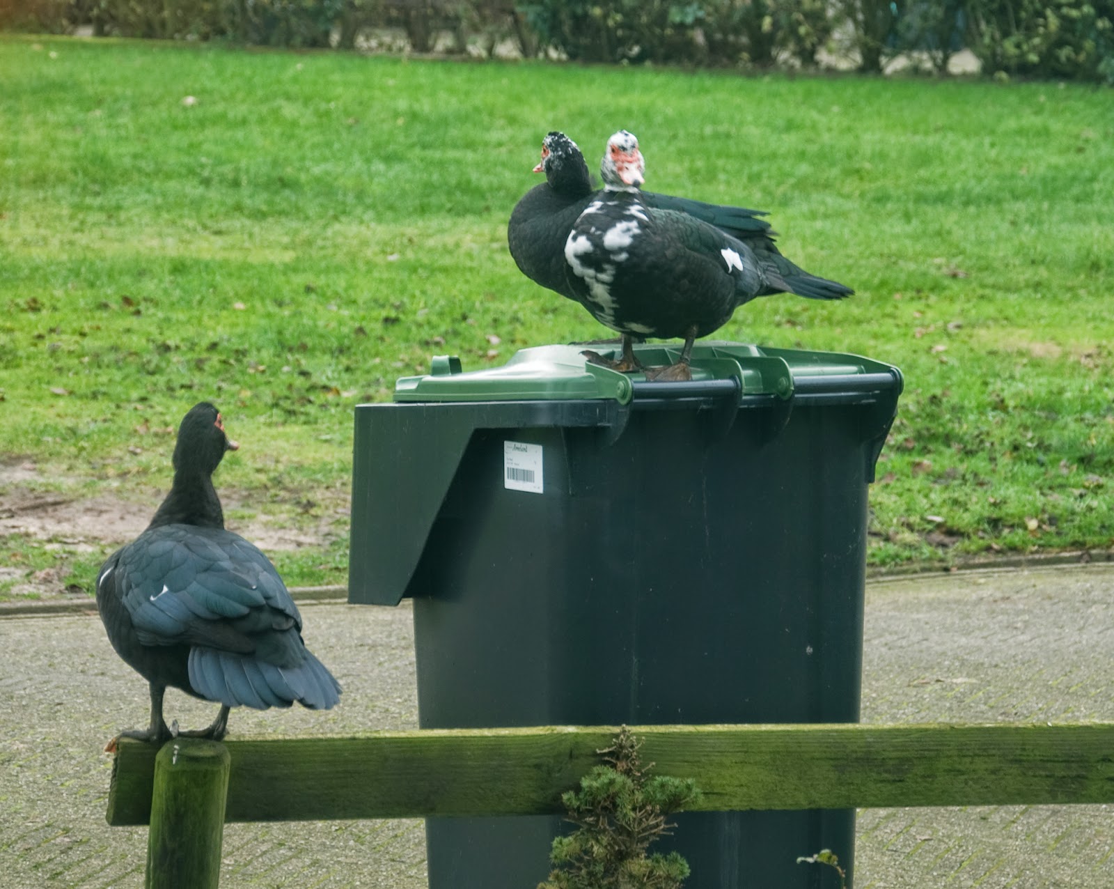 Bij het oude: Eend goed, al goed