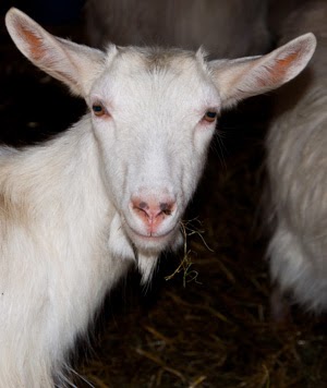 concertoupizza: Concerts passés III