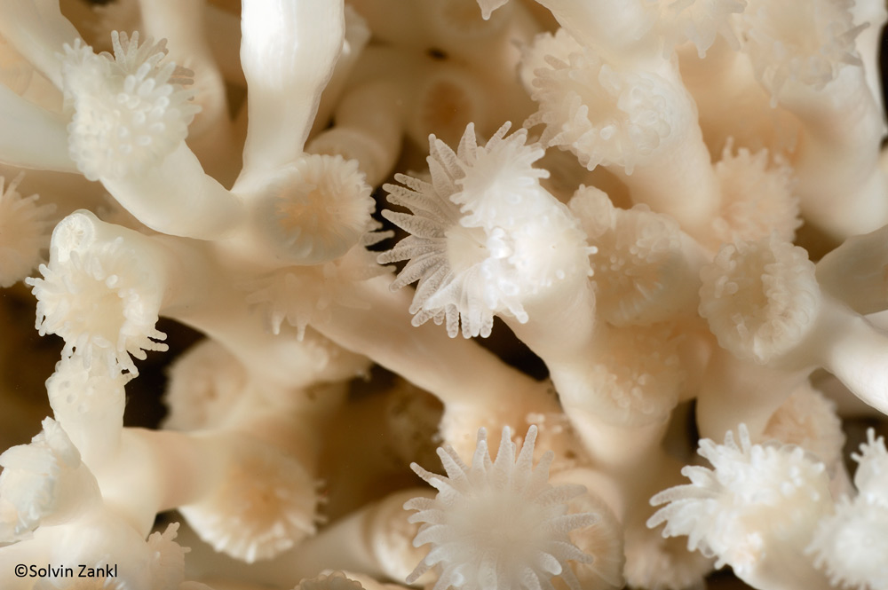 Changing Oceans: Animals