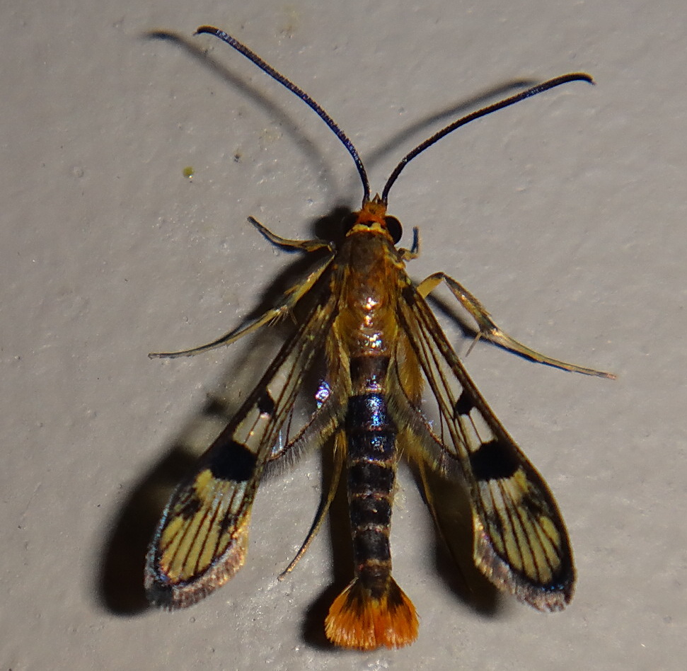 Moths of Cape May County: June 2012