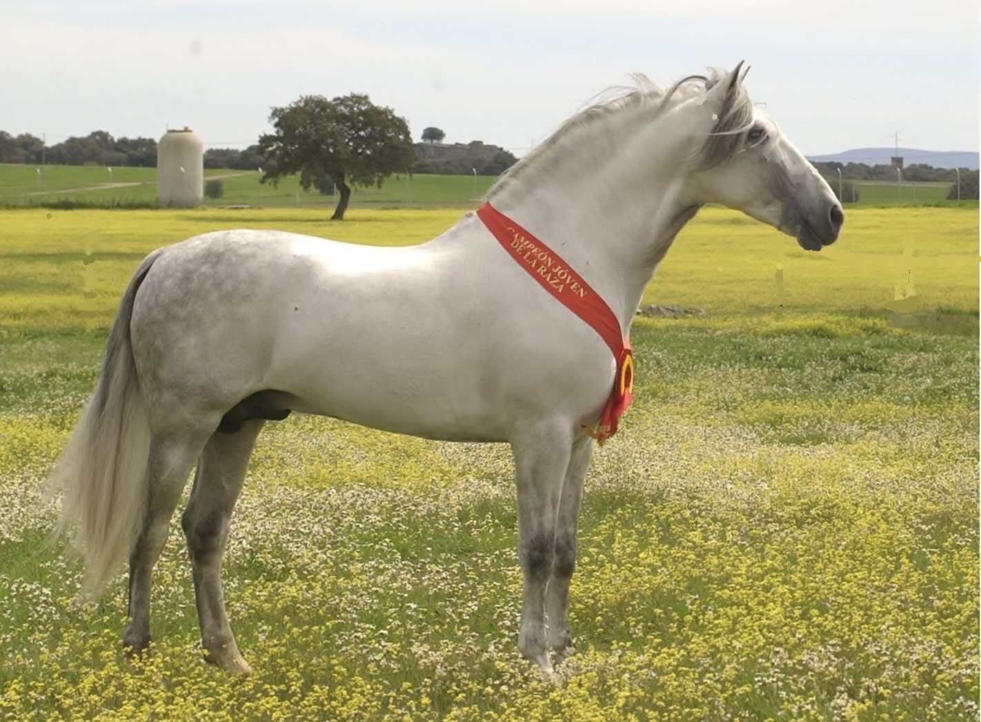 YEGUADA ALGAIDA: Yeguada Algaida , Pura Raza Española . Caballo Andaluz ...