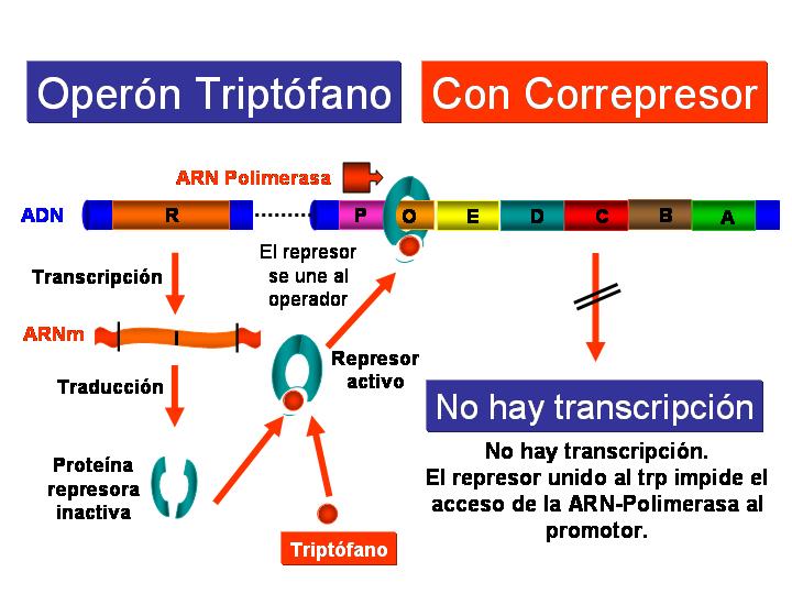 ḼїδβӚϯЧ ᴙ ⱥ ¶ ¶ ¶ ¶: 8.4.2 OPERÓN DE TRIPTÓFANO