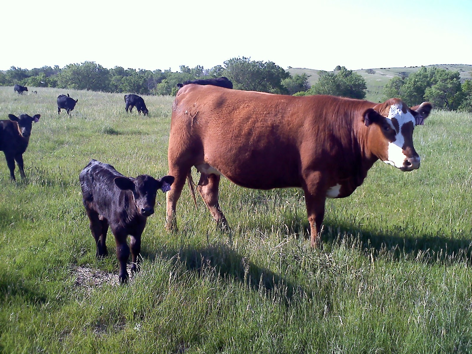 Where Corn Grows and Cattle Graze: Why we Brand our Cattle