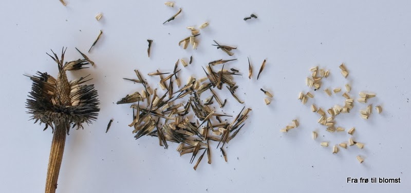 Fra frø til blomst: Høst af blomsterfrø