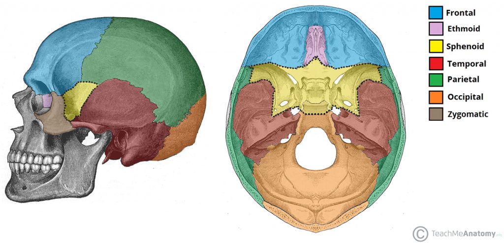 해부 골학 나비뼈 접형골 Sphenoid bone ~ Healthy Happy